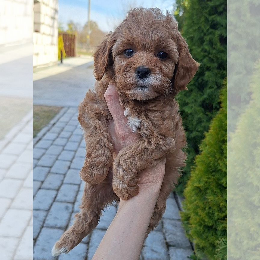 Кавапу, щенок