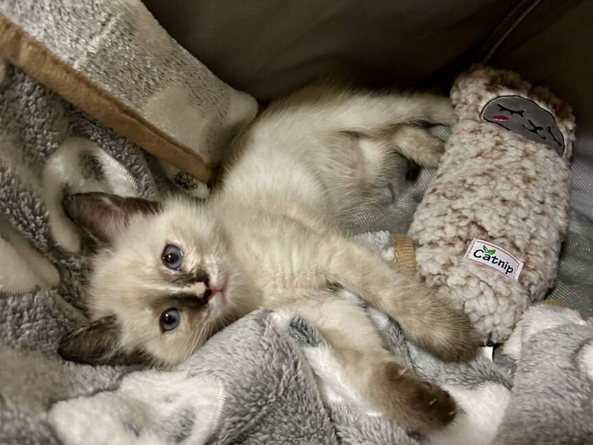 Сиамский котенок девочка