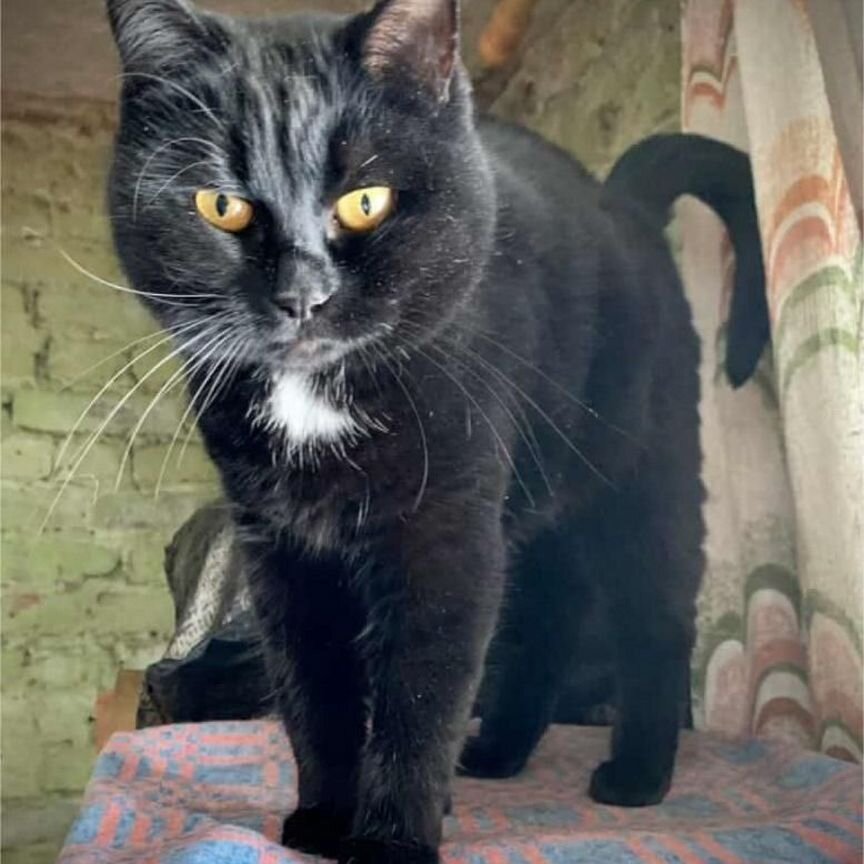 Кошечка в добрые руки