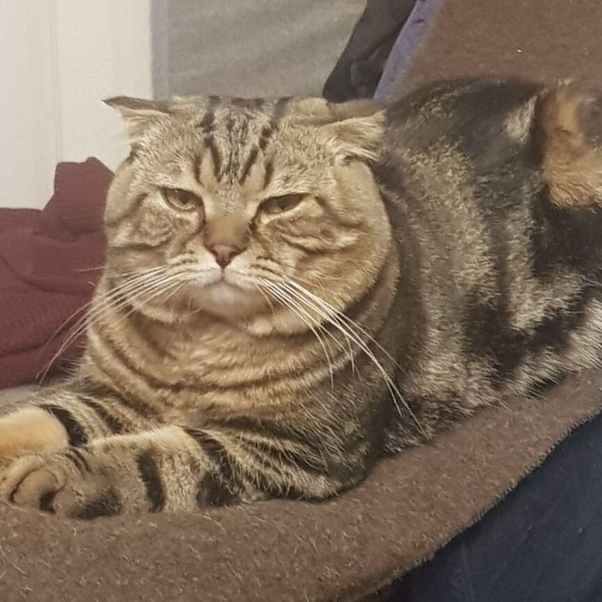 Кот вязка