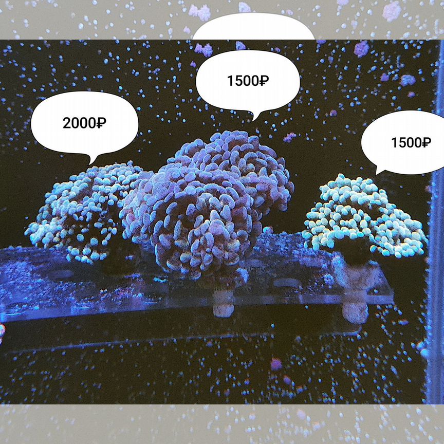 Кораллы, эуфилия в морской аквариум