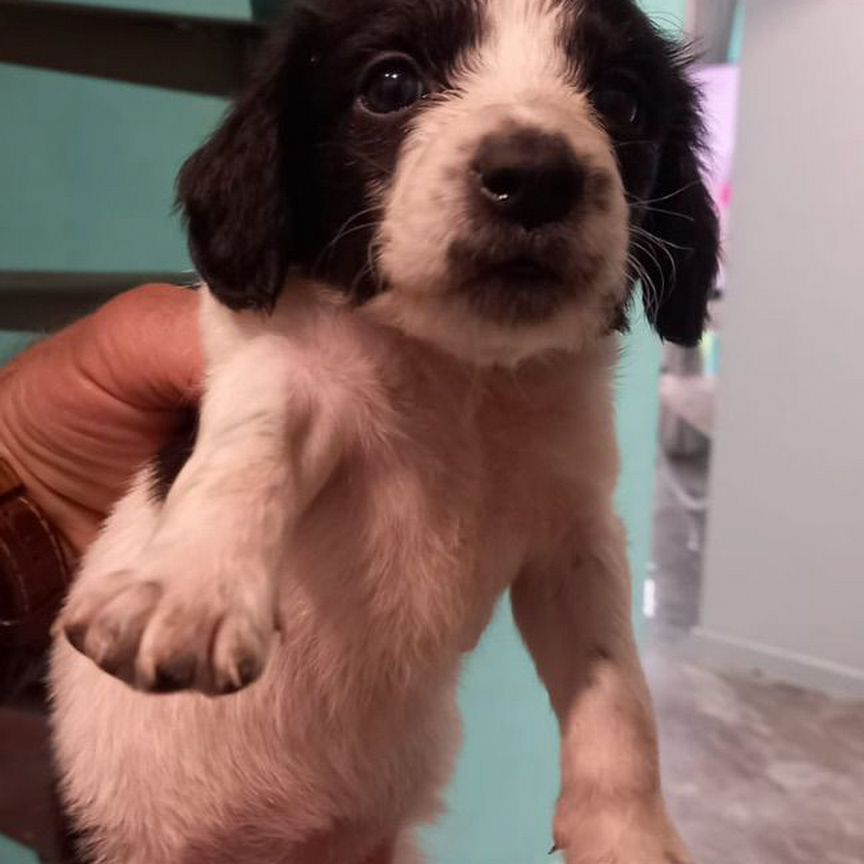 Собаки кокер спаниель