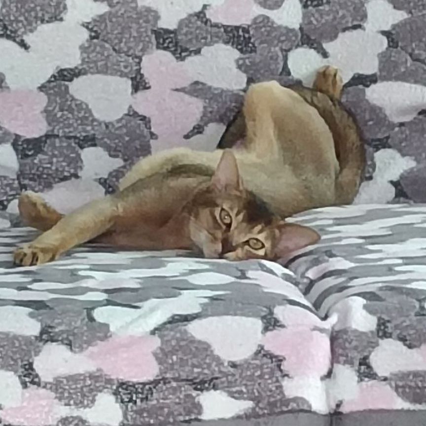 Абиссинский, взрослый кот