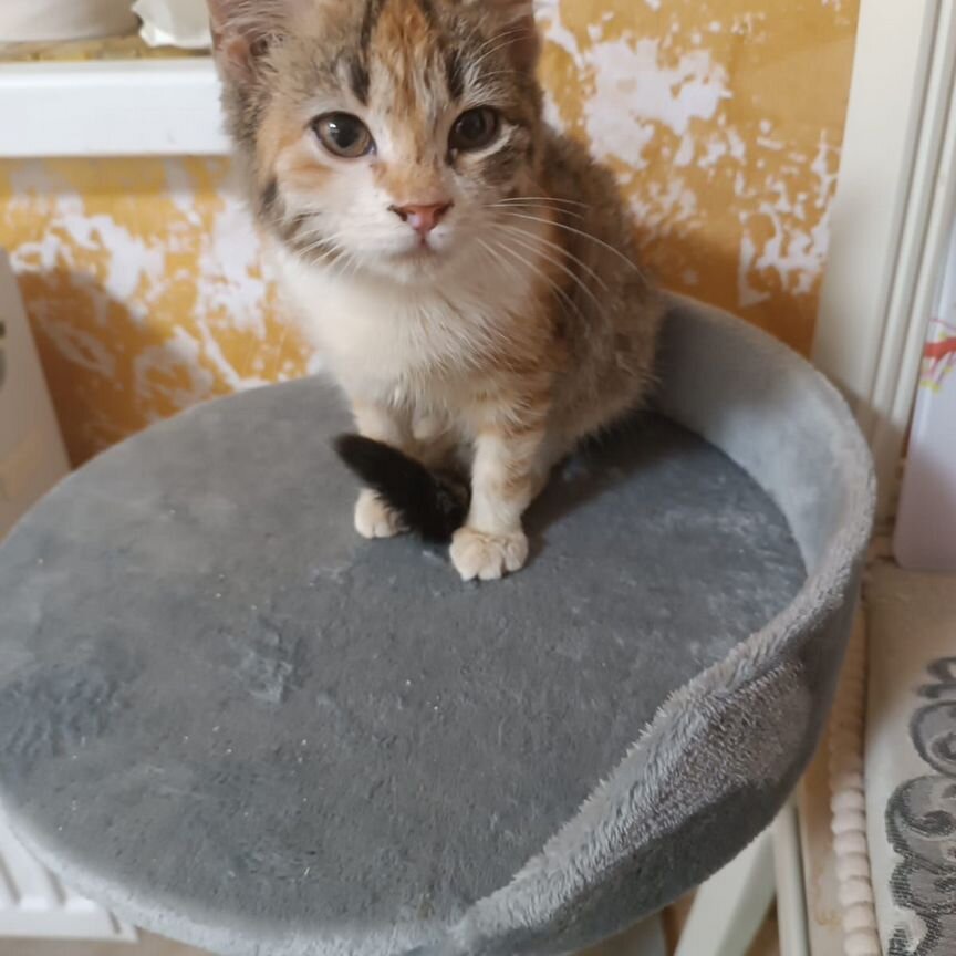 Котенок трёхцветка