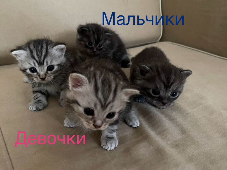 Шотландские котята