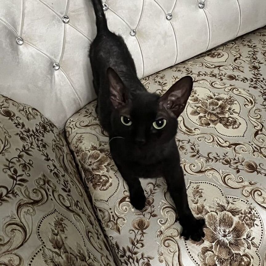 Кошка 2,5 года