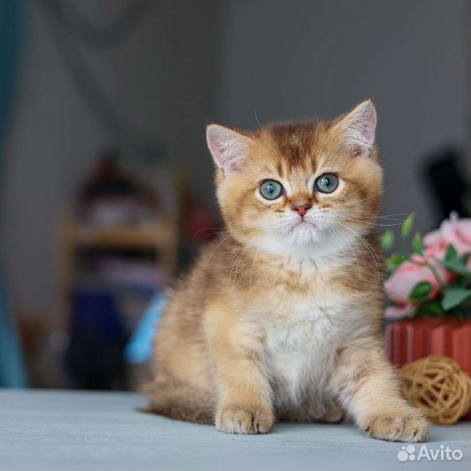 Очаровательный британский котёнок