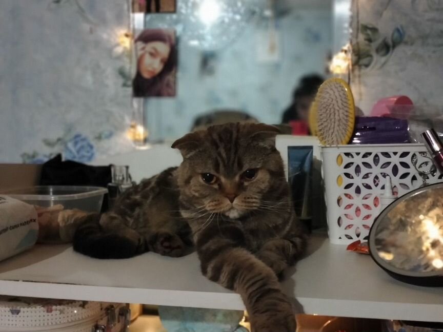 Шотландская