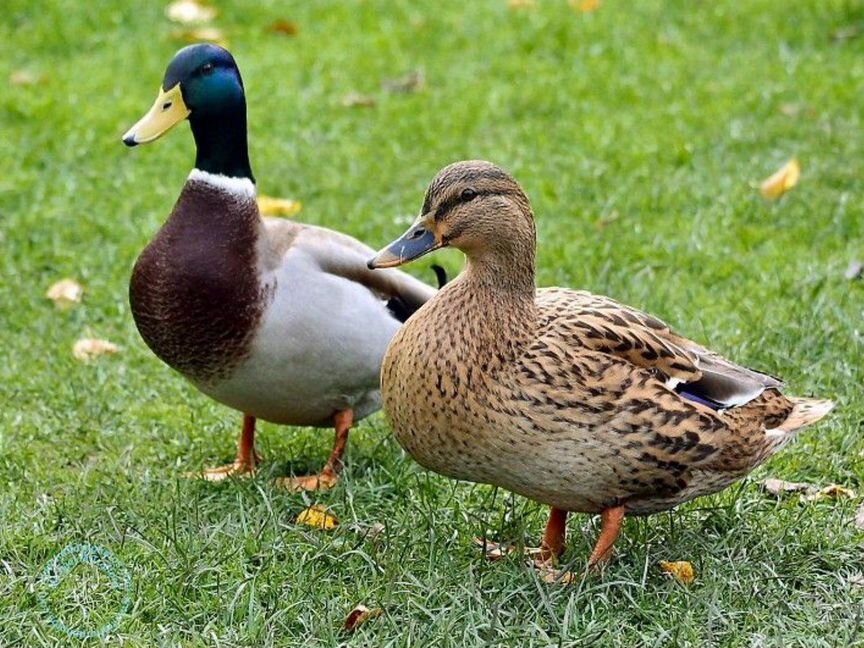 Утка подсадная