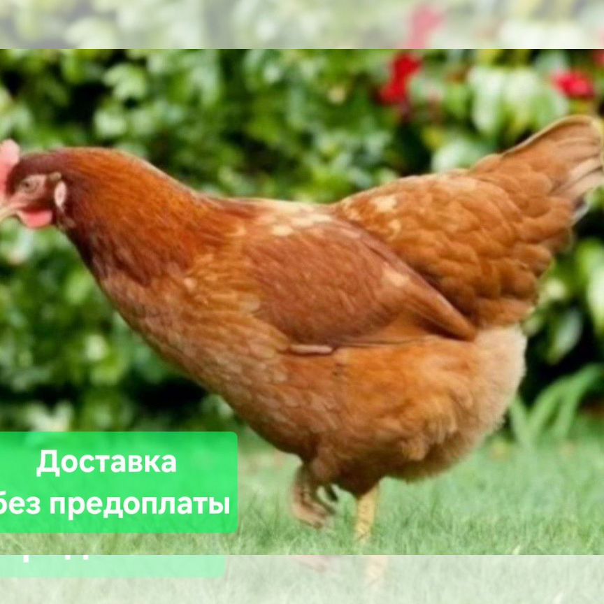 Куры-несушки. Доставка без предоплаты
