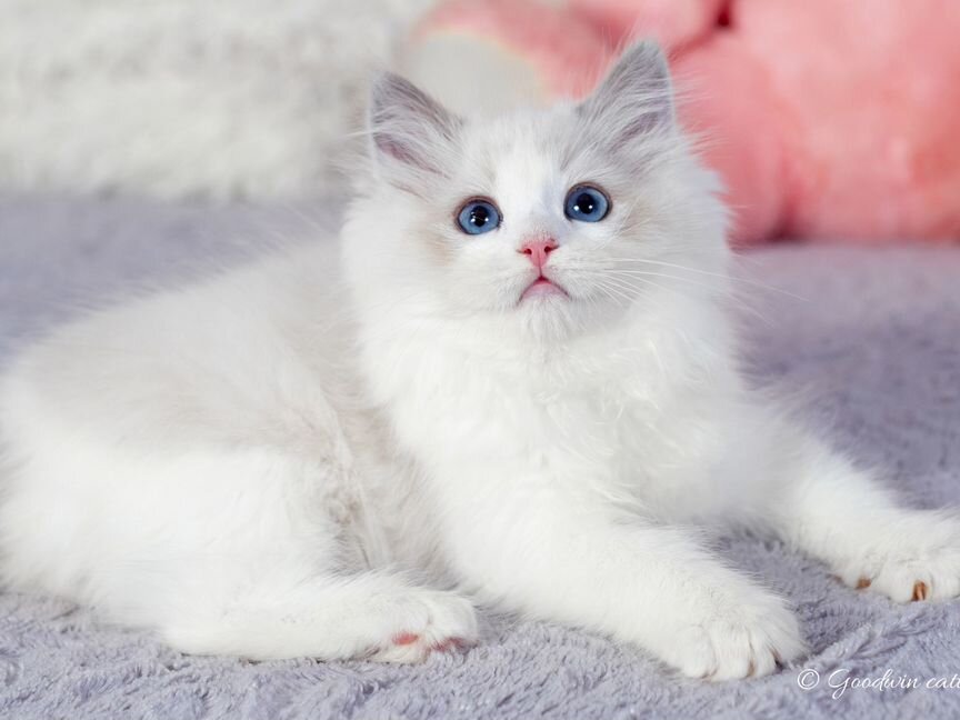 Рэгдолл девочка