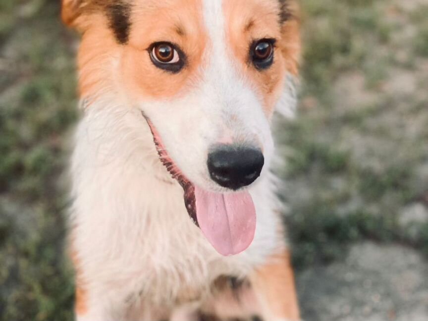 Собака в добрые руки