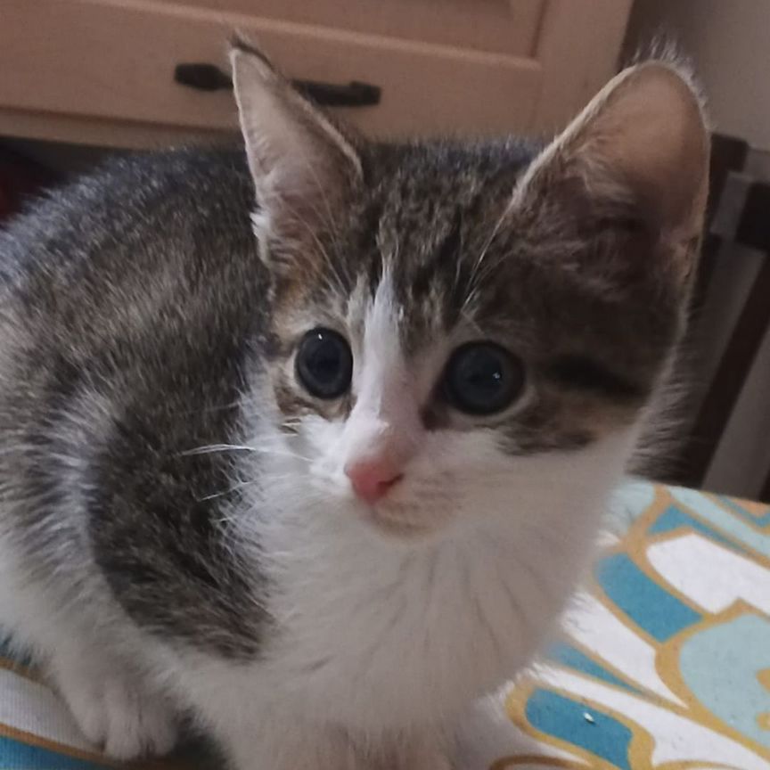 Котятами ищут свой дом:)