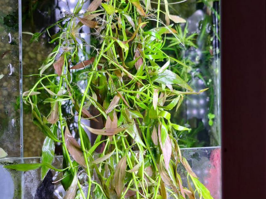 Аквариумная прополка