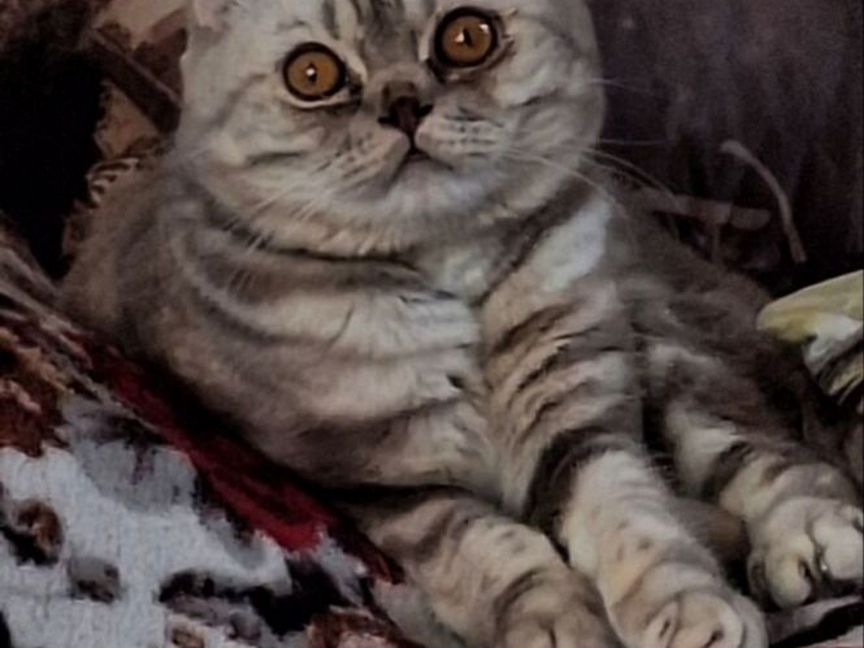 Шотландский вислоухий кот вязкв