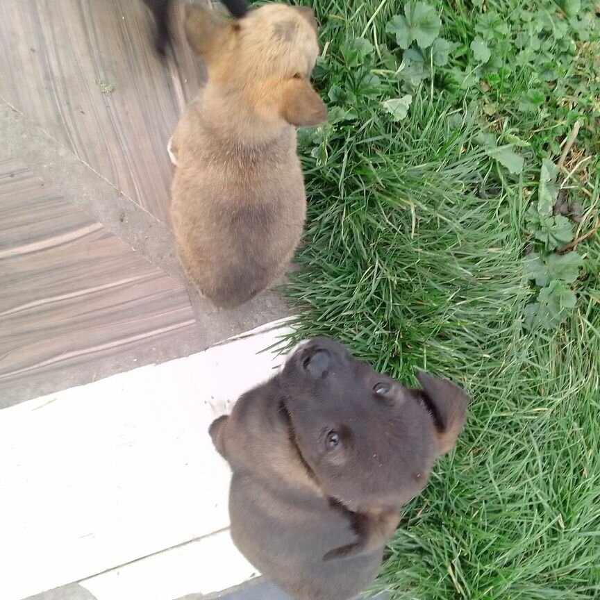 Щенки дворняшки девочки