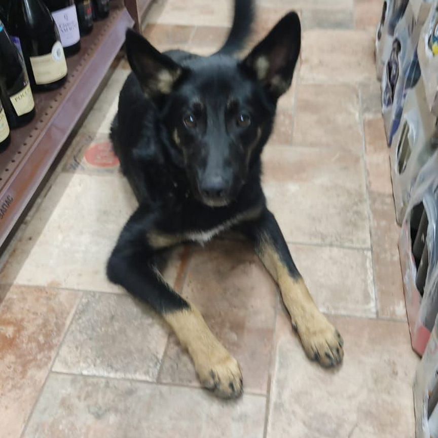 Мама с дочкой в добрые руки