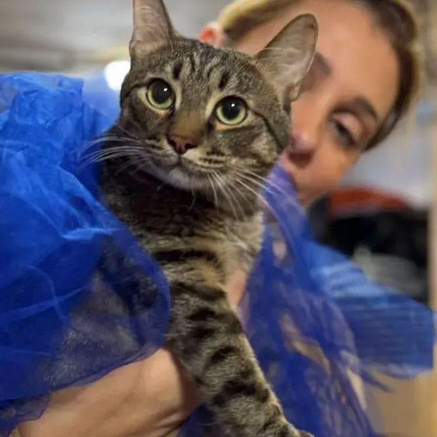 Взрослый кот в добрые руки