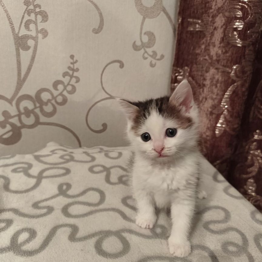 Котик в добрые руки