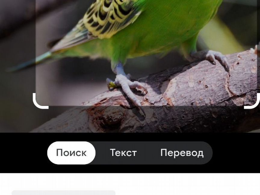 Отдам попугая