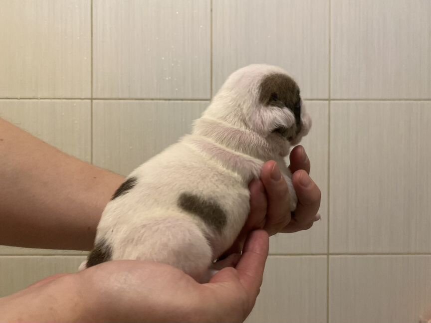 Красавец трехцветный мишка-бульдожка