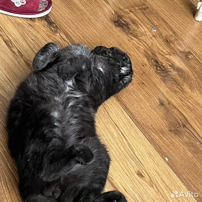 Шотландский вислоухий черный кот