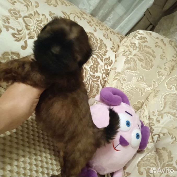 Ши-тцу мальчик с РКФ