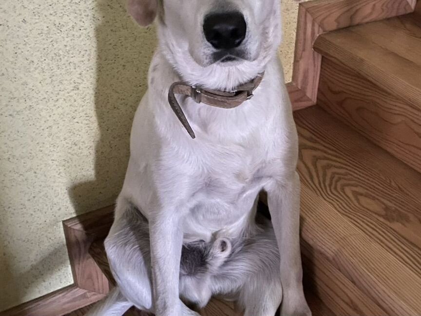 Отдам лабрадора