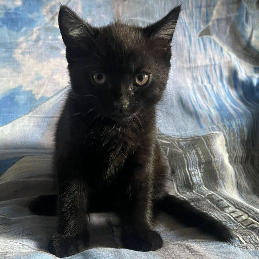 Котёнок от частного владельца