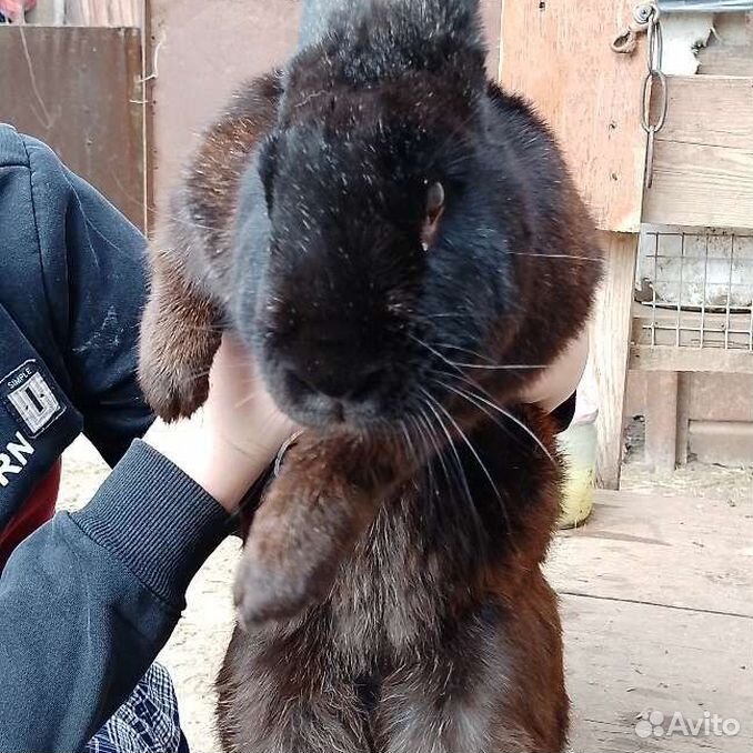 Продам кролей