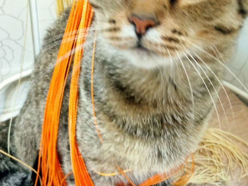 Настя в семью