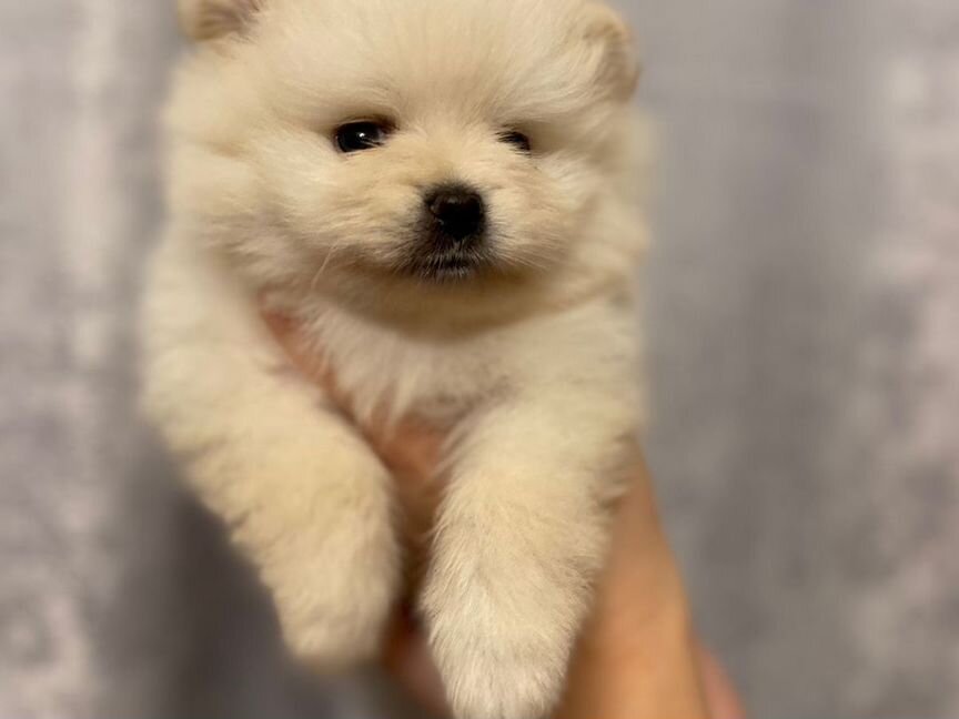 Щенки шпица