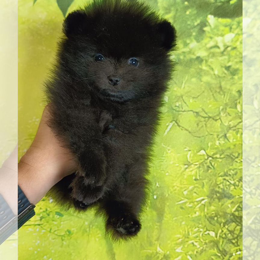 Померанский шпиц, щенок