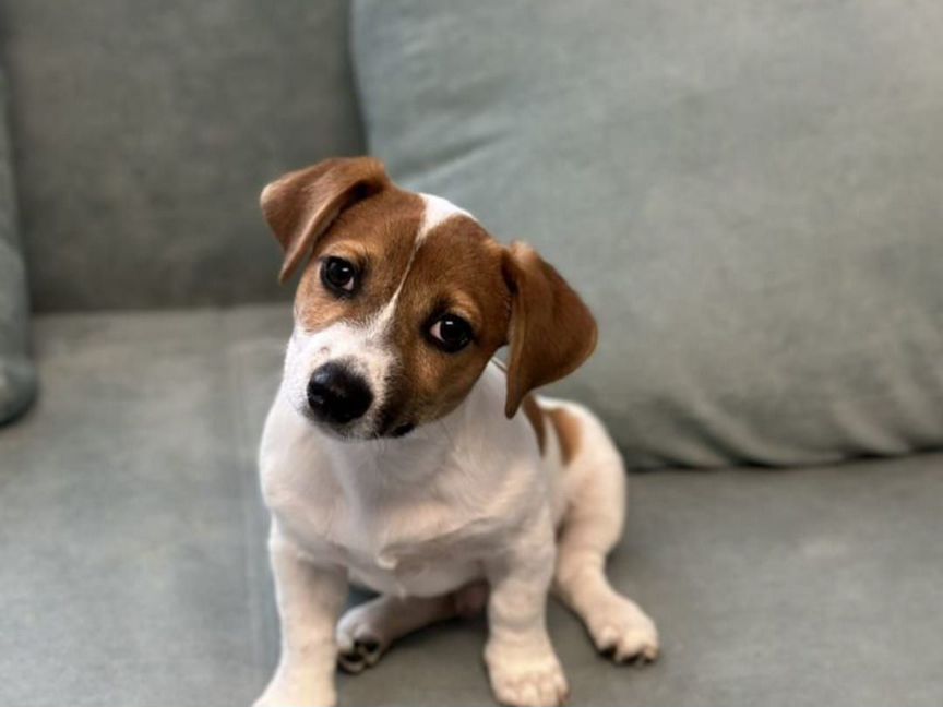 Щенки джек Рассел терьер гладкошерстный