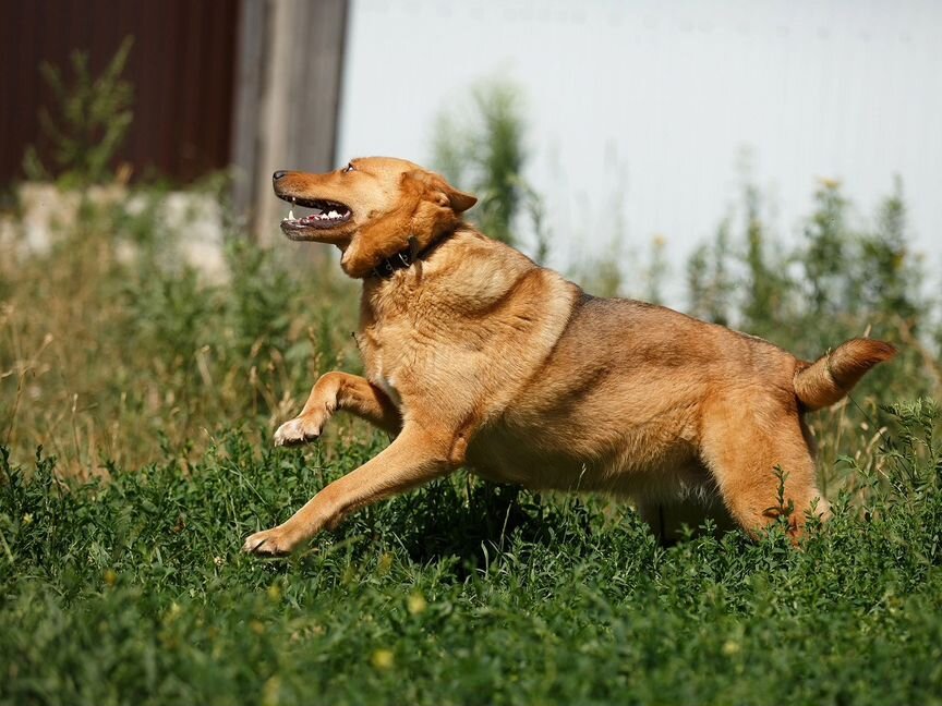 Метис овчарки