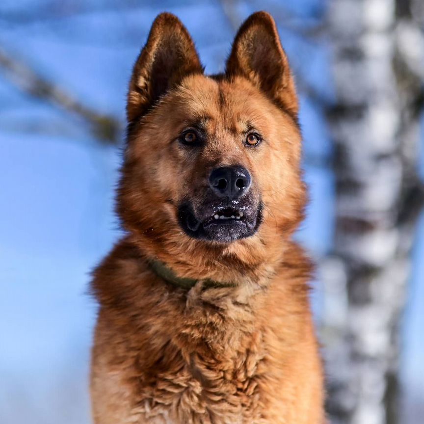 Собака в добрые руки