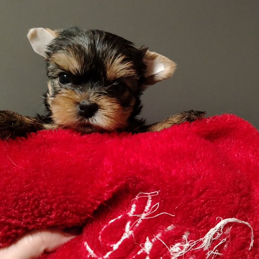 Йоркширский терьер, щенок