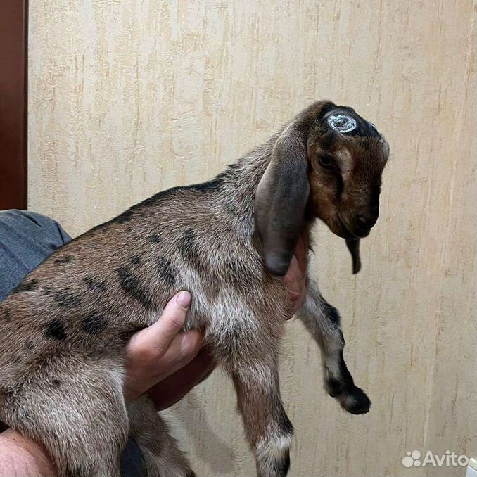 Коза нубийская