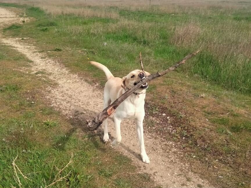 Лабрадор ретривер