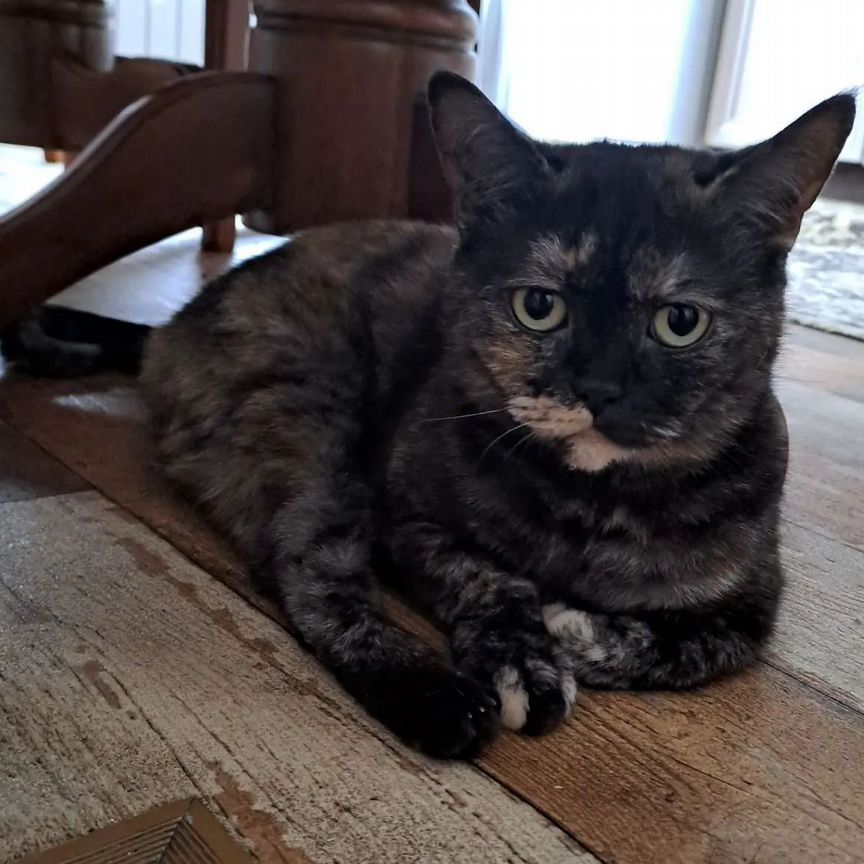 Шотландская прямоухая длинношёрстная, взрослая кошка