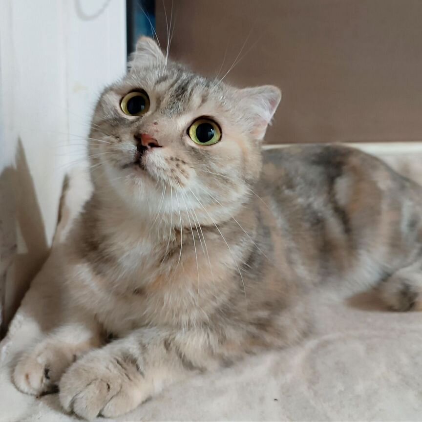 Шотландская вислоухая кошка