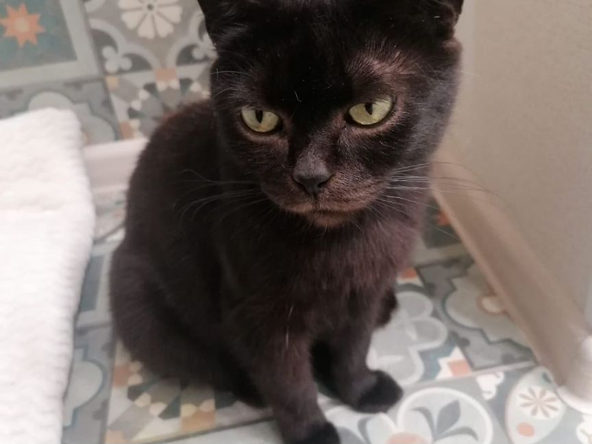Котик в добрые руки