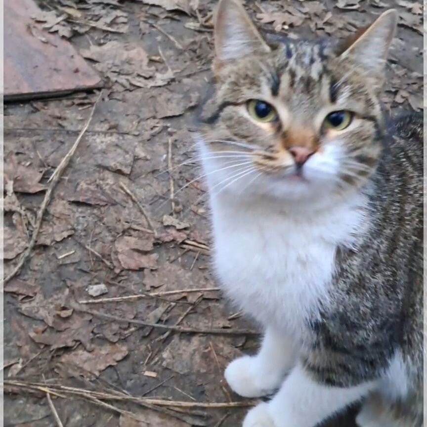 Кошечка стерилизованная