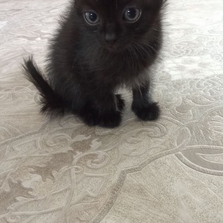 Котята отдам бесплатно девочка