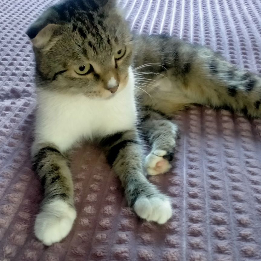 Кошечка