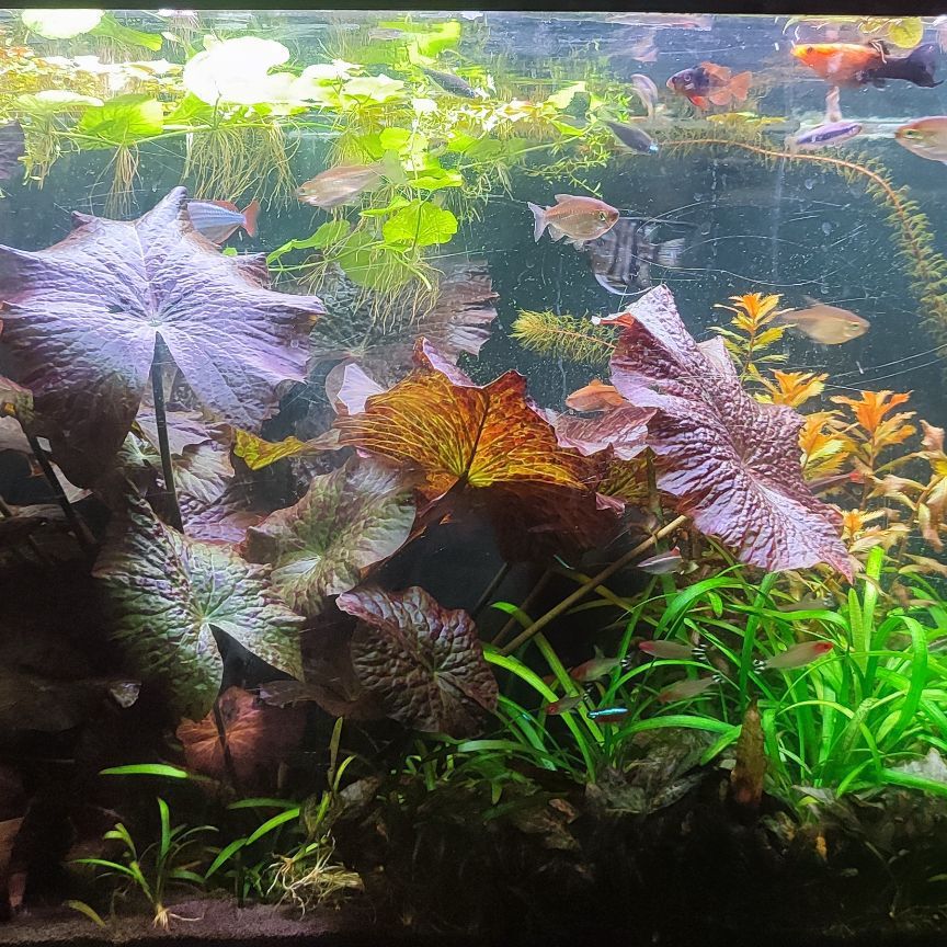 Нимфея тигровая