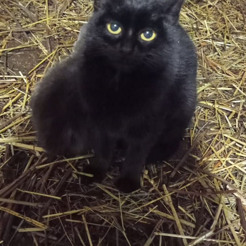 Кошечка, 6 мес