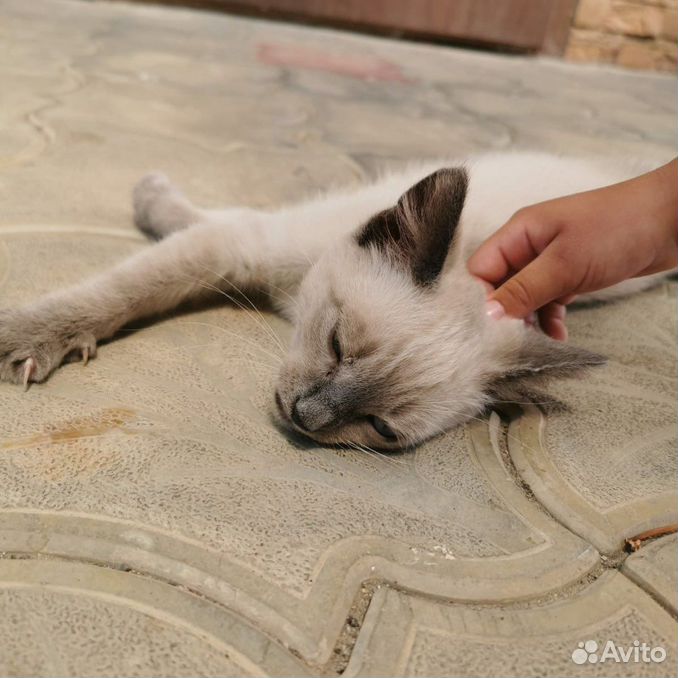 Сиамский котенок бесплатно