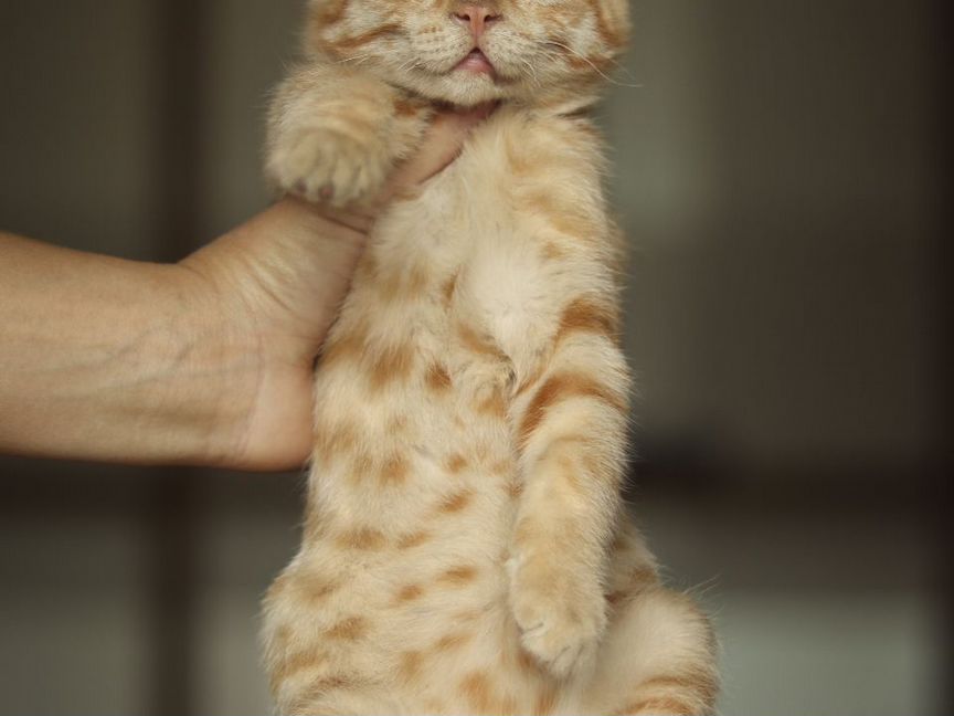 Рыжик в самые добрые руки