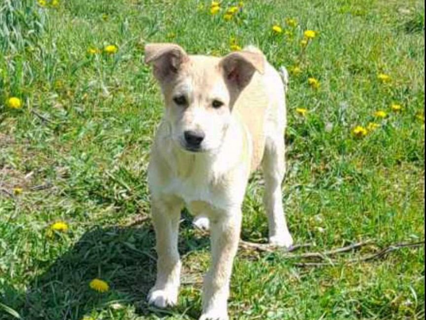 Охрана 2.5 мес